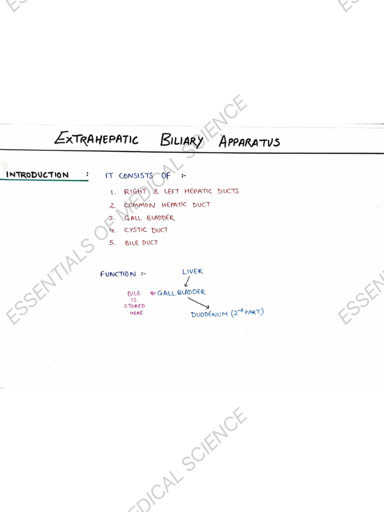 Extrahepatic Biliary Apparatus | PDF