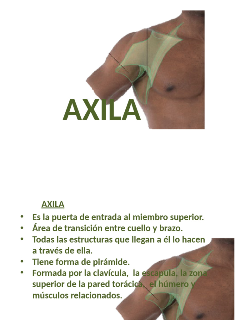 Axila 1 | PDF | Anatomía humana | Sistema musculoesquelético