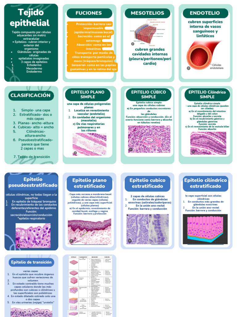Modals Palabras Auxiliares en Inglés Flashcard en Celeste Blanco Dibujo A Mano | PDF | Epitelio ...