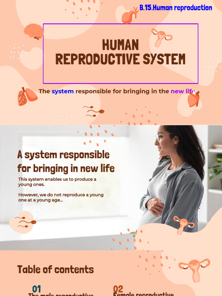 B15.Human Reproductive System | PDF | Reproductive System | Menstrual Cycle