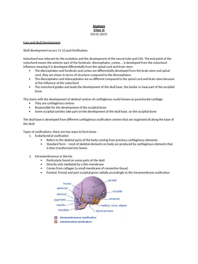 Skull and Face Development Overview | PDF | Human Nose | Skull