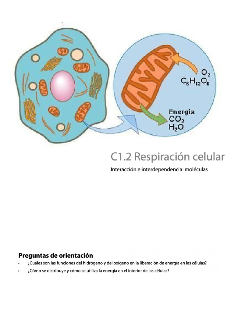 Respiración Celular SL HL | PDF | Respiración celular | Trifosfato de adenosina