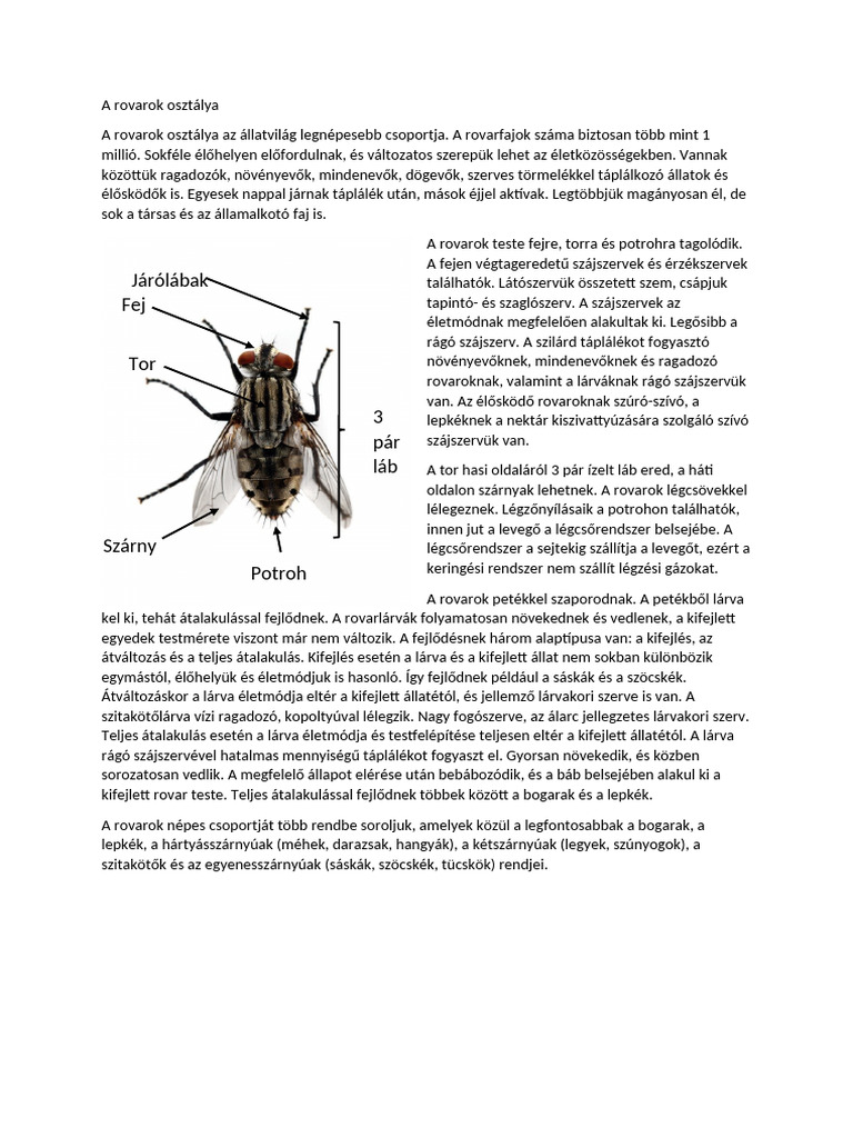 Rovarok | PDF