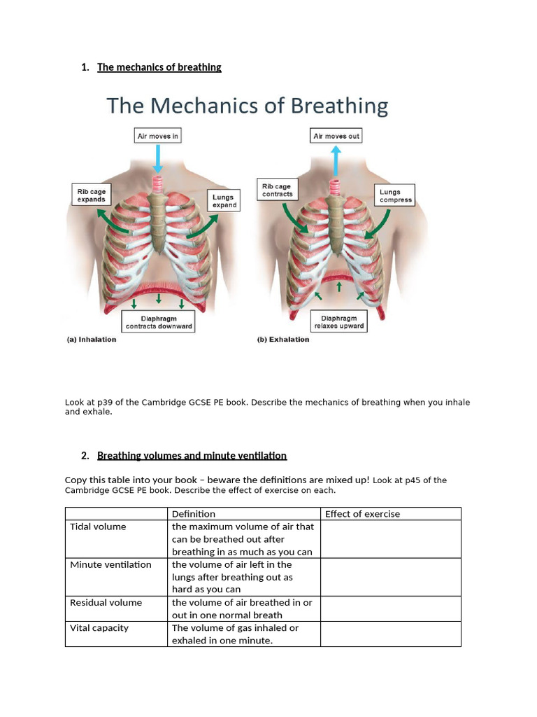 The mechanics of breathing | PDF