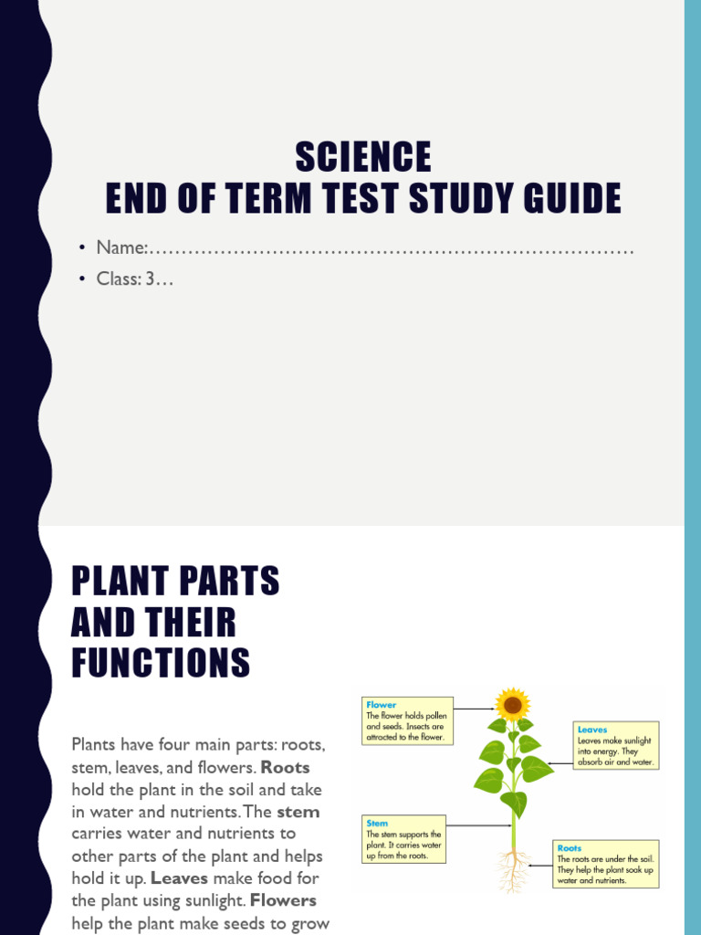 Grade 3 - End of term 1 Review | PDF | Flowers | Leaf