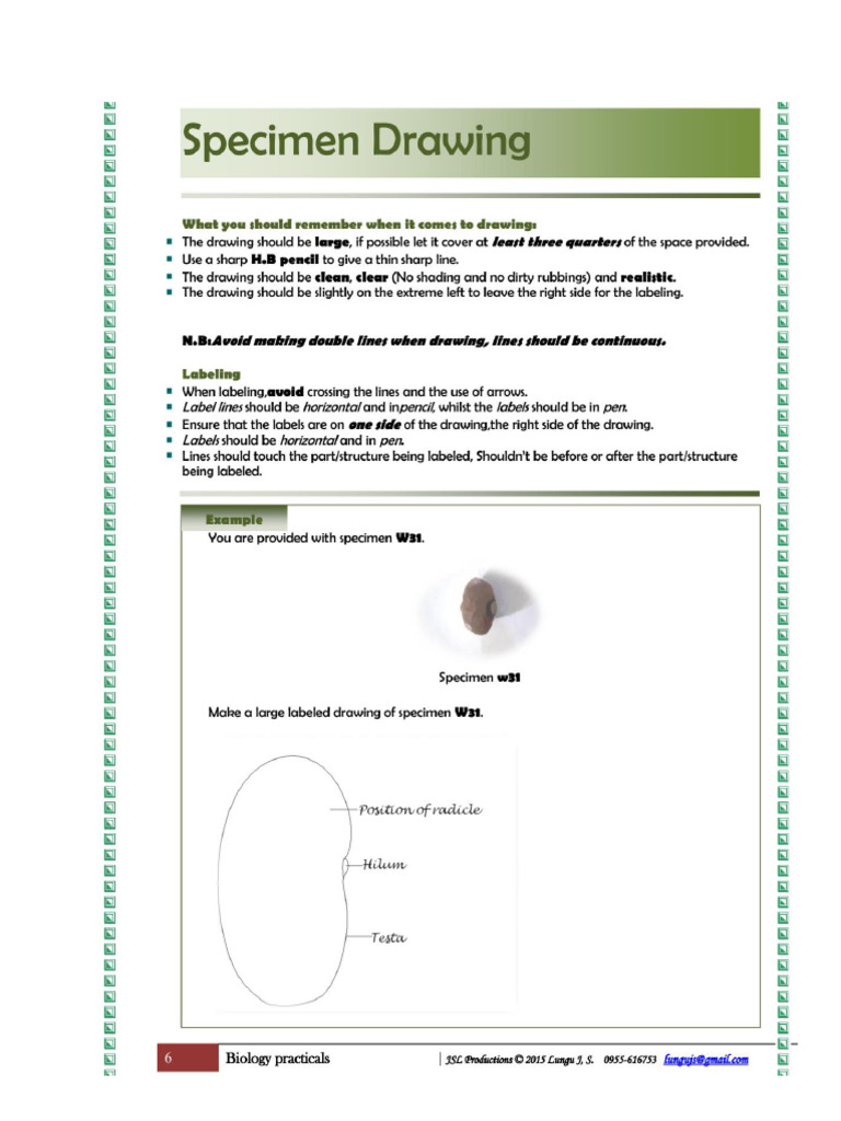Bio Practical Extract On Specimen Drawing | PDF