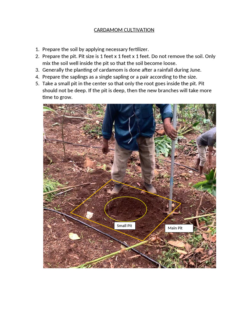 Cardamom Planting Techniques Guide | PDF
