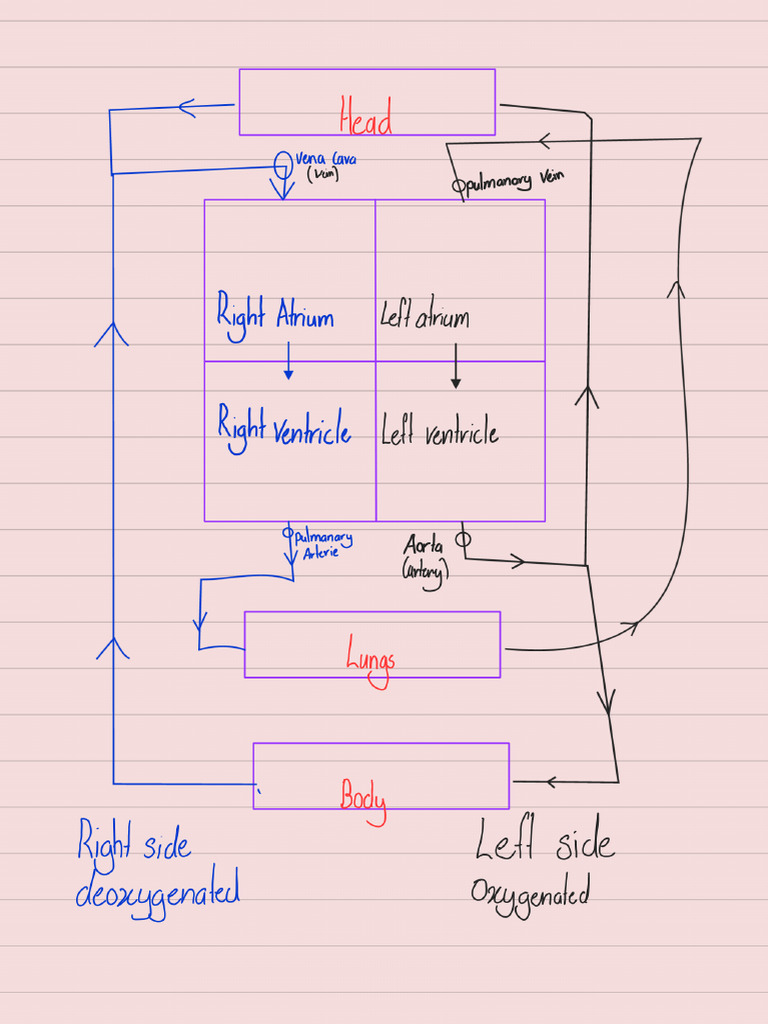Year 8 NSW Science Body Systems | PDF