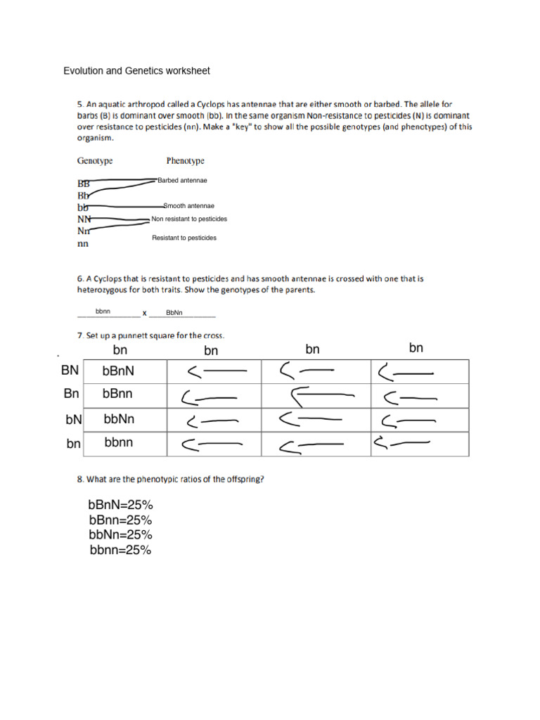 Evolution - Genetics Worksheet | PDF