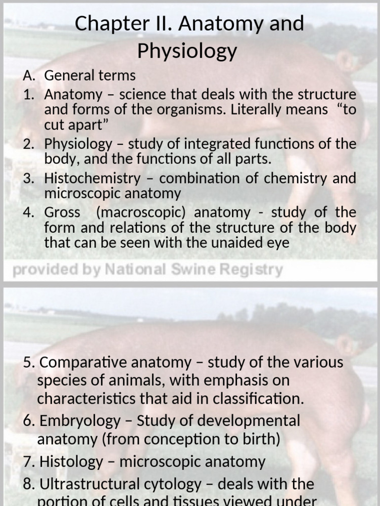 Chapter II Anatomy | PDF | Respiratory System | Nervous System