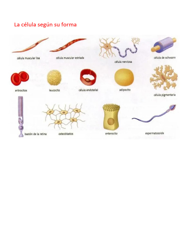 La Célula Según Su Formas 5to 2025 | PDF