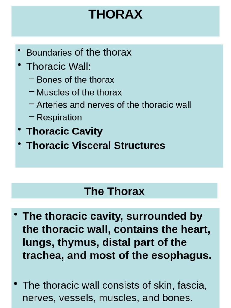 Thorax-Latest | PDF | Lung | Thorax