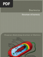 Bacteria Cell Diagram Labeled - Google Search | PDF