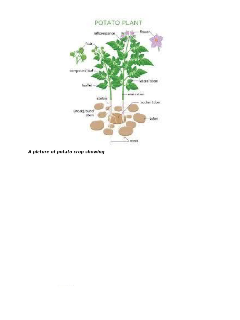 A Picture of Potato Crop Showing | PDF