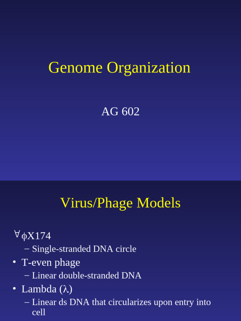 Genome Organization | PDF | Chromatin | Histone