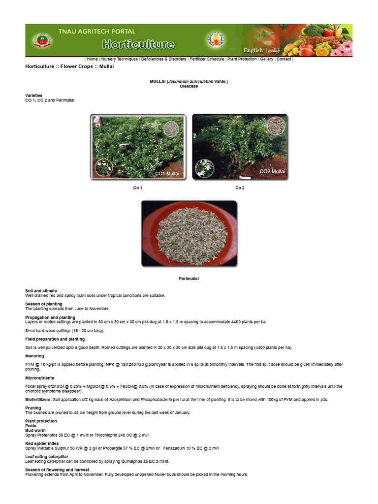 Cultivation Guide for Mullai (Jasminum) | PDF | Plant Nursery | Pruning