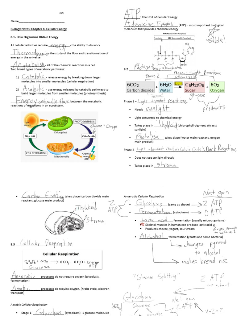 Bio Chapter 8 - Cellular Biology - Student Notes | PDF | Cellular ...