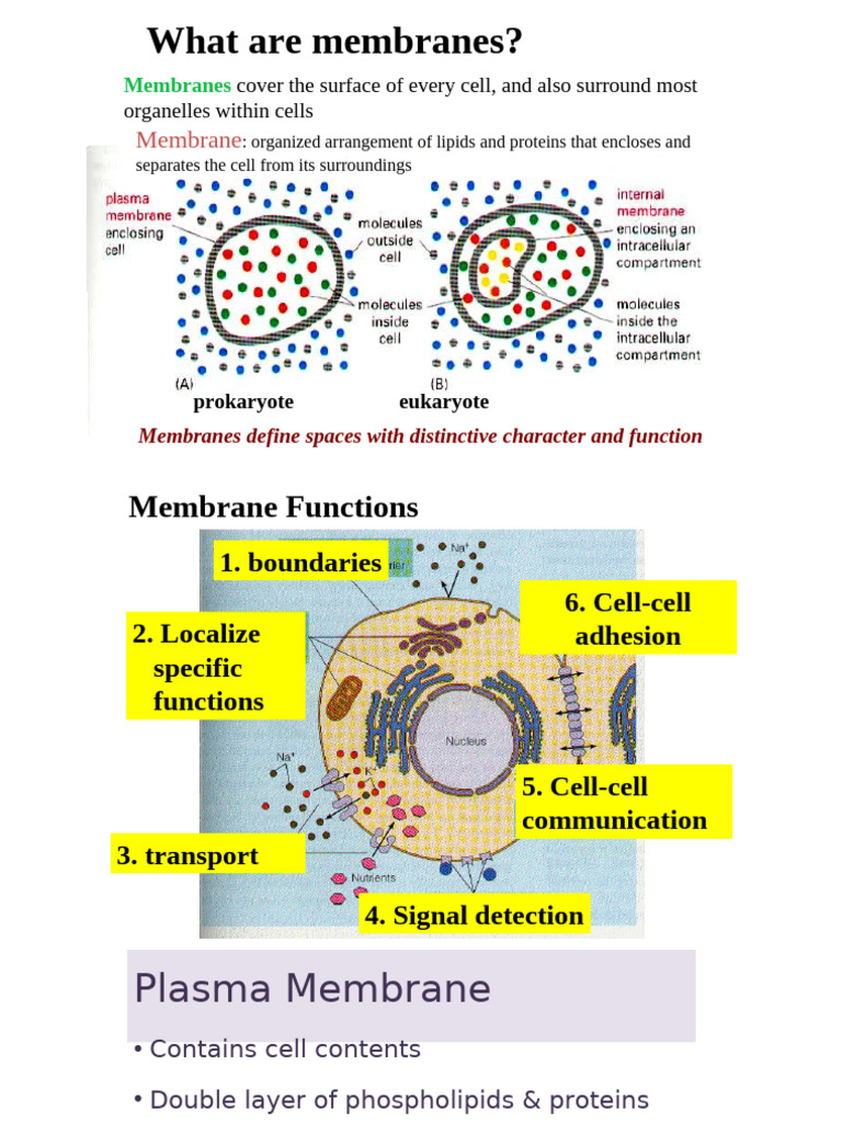 Module II 2 BT Membranes | PDF | Cell Membrane | Lipid Bilayer