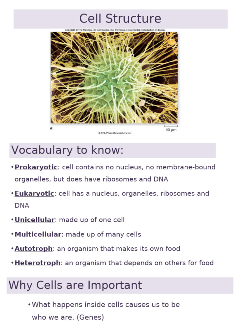 Module II_1_Cell Structure and Function | PDF | Cell (Biology) | Endoplasmic Reticulum