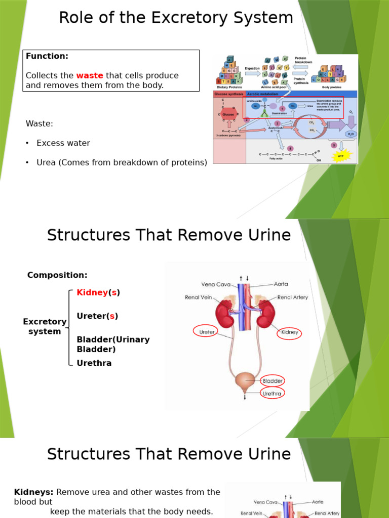 5.3 The Excretory System | PDF
