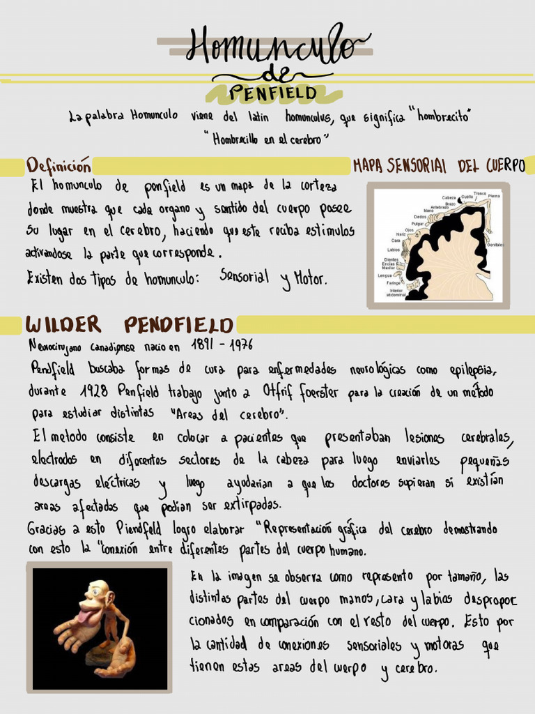 Homunculo de Penfield | PDF