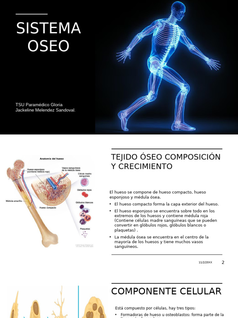 Composición y Crecimiento del Tejido Óseo | PDF | Hueso | Cráneo