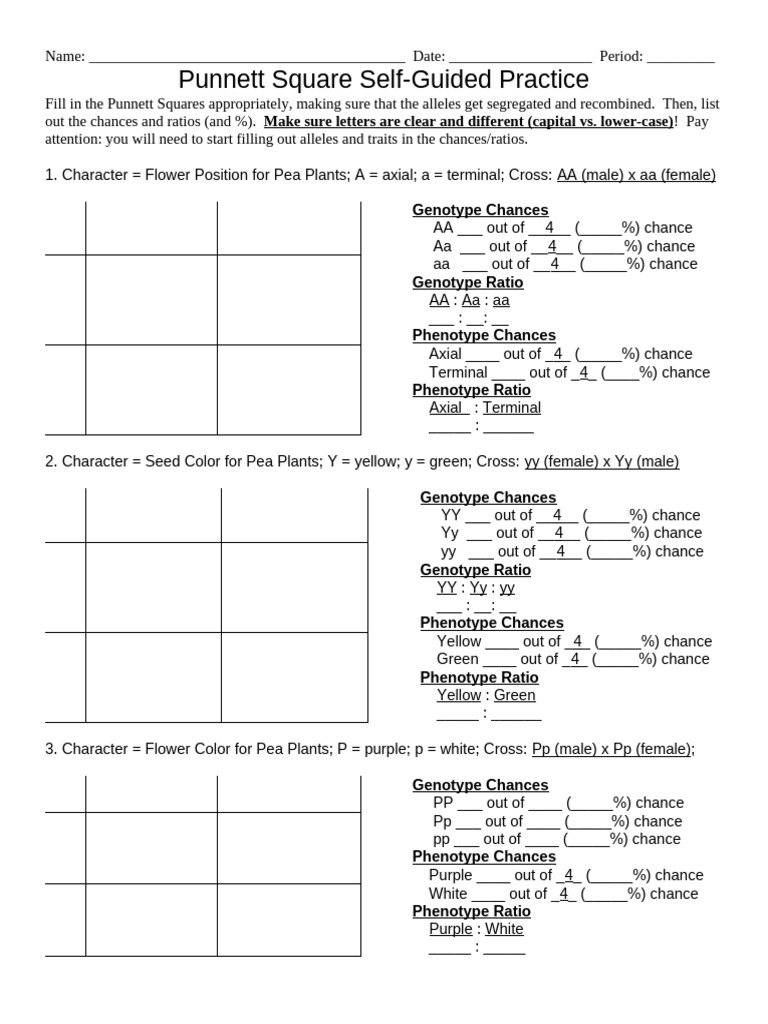 bio-punnett-square-practice | PDF | Dominance (Genetics) | Genotype