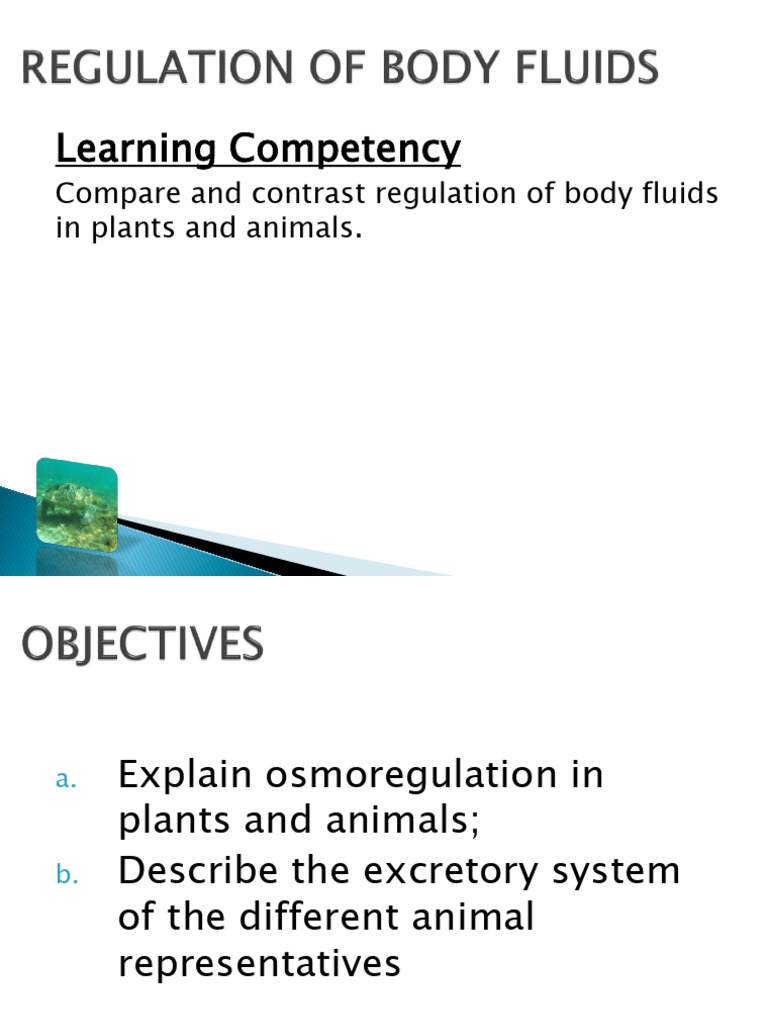 L 7 Regulation of Body Fluids | PDF | Kidney
