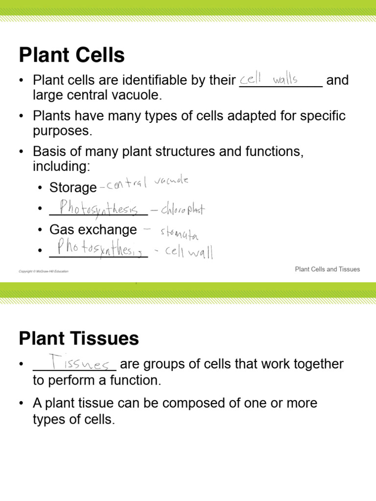 Bio Notes - Chapter 22 - Plant Structure & Function Student | PDF ...