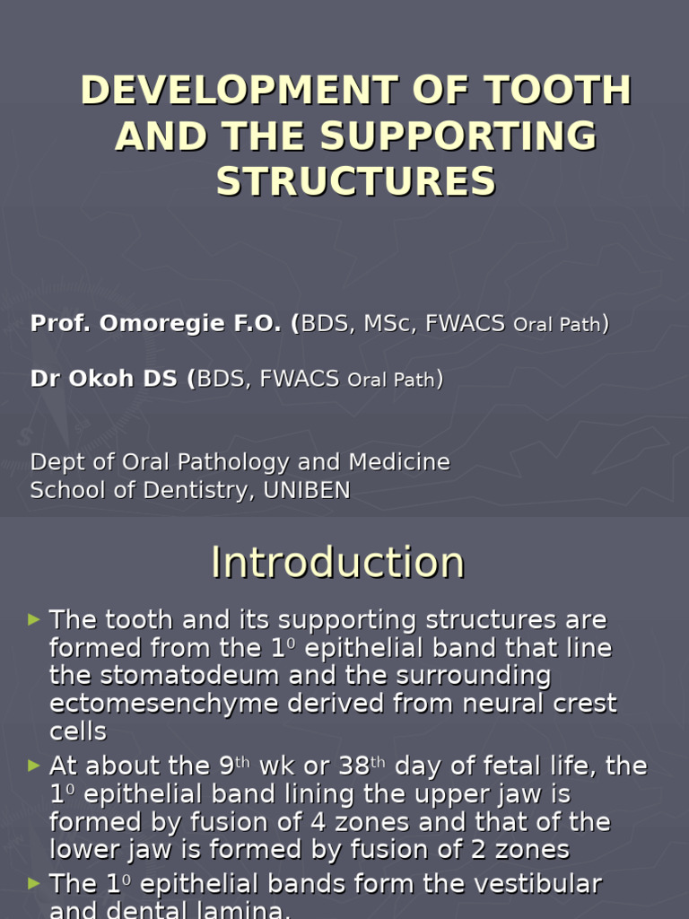 Development of Tooth and The Supporting Structures | PDF | Human Tooth ...