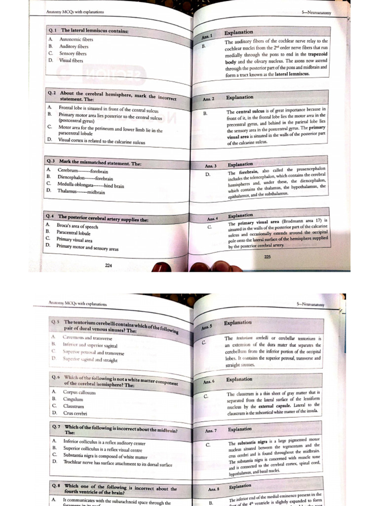 Neuroanatomy Bcqs | PDF