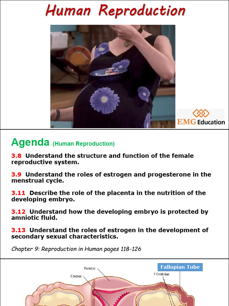 16 Human Reproduction EH | PDF | Menstrual Cycle | Human Reproduction