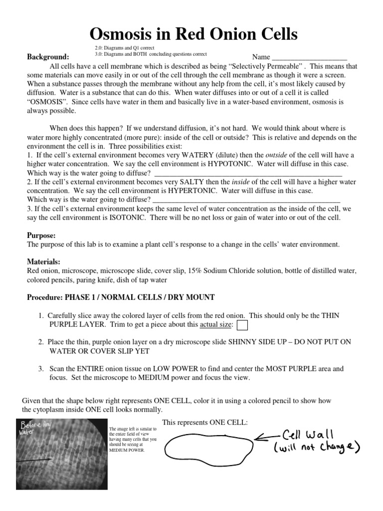 Osmosis Red Onion Cells | PDF | Osmosis | Biology