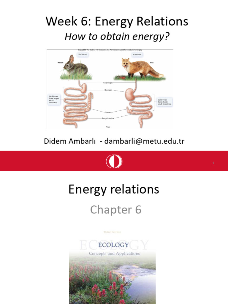 LEc6 Energy Relations - 2024 | PDF | Photosynthesis | Predation