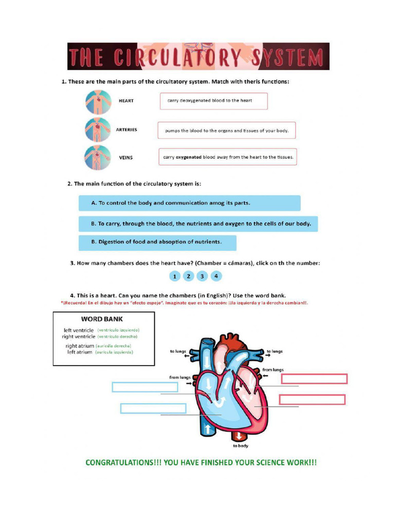 Worksheet Heart | PDF