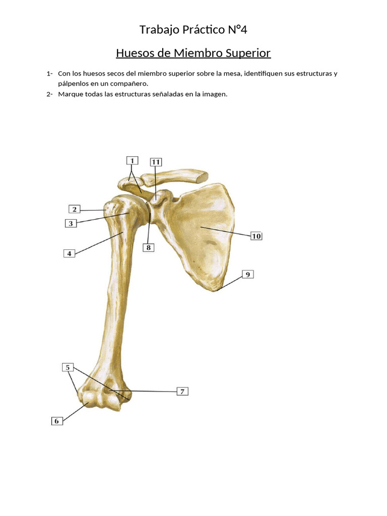 TP 4 Huesos Mmss 2020 | PDF