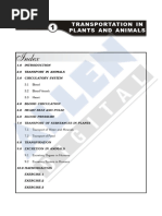 Transportation in Animals & Plants Worksheet | PDF | Blood | Vein