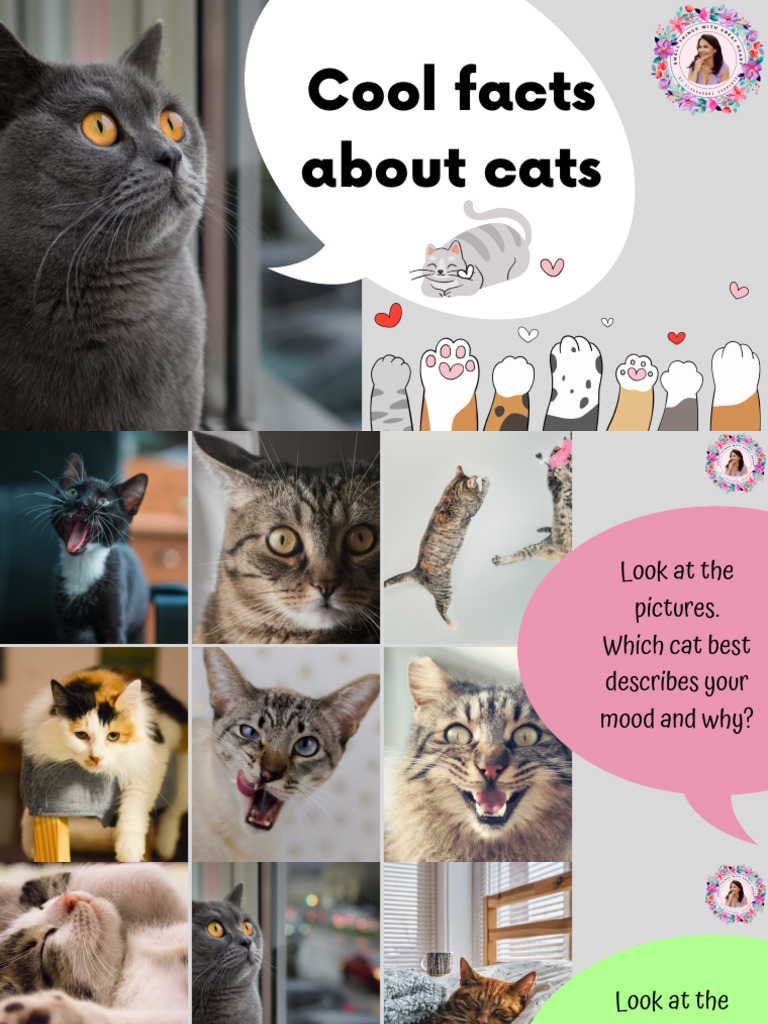 Cool Facts About Cats - Small Things With Great Heart | PDF | Idiom | Cats