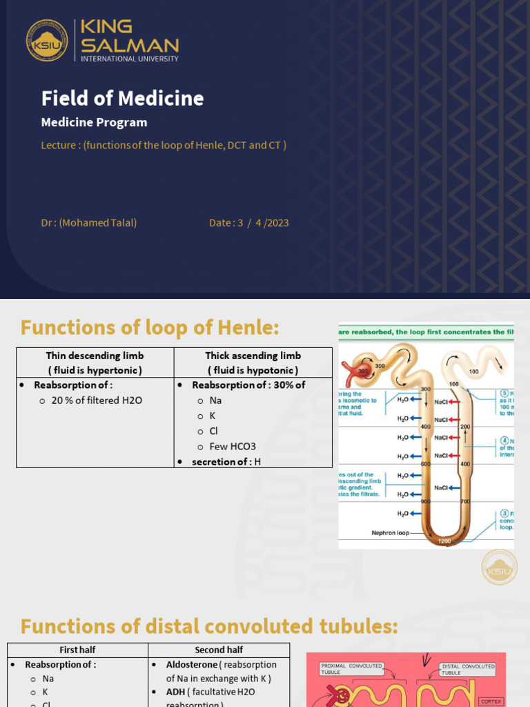 functions of loop of Henle , DCT and collecting ducts | PDF