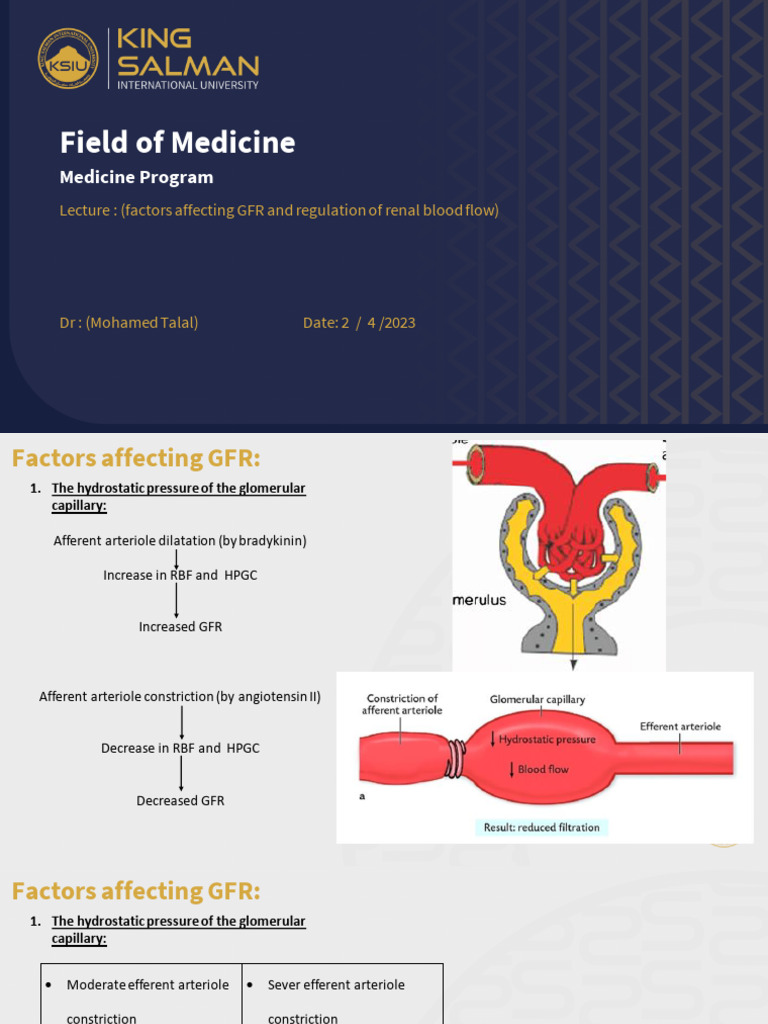 Factors Affecting GFR and Regulation of Renal Blood Flow | PDF | Kidney