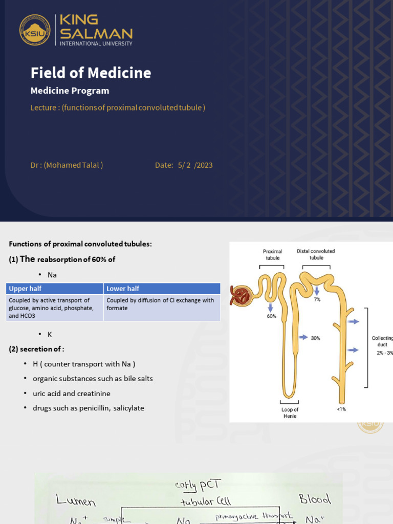 Functions of PCT | PDF
