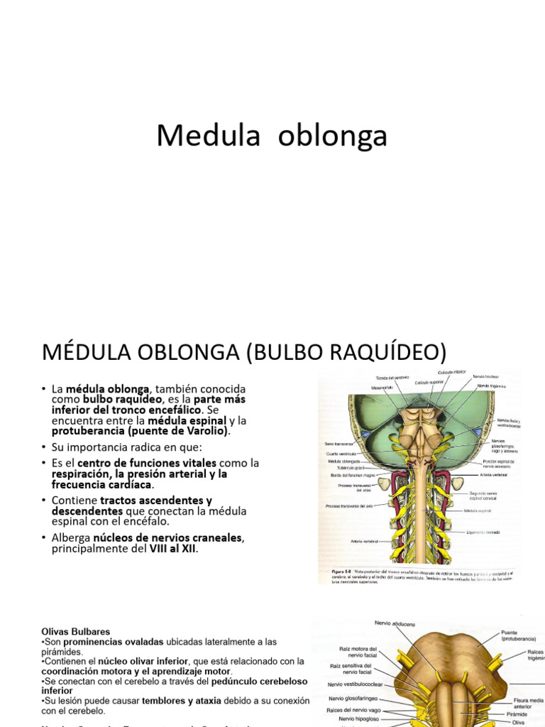 Medula Oblonga | PDF | Anatomía humana | Tronco encefálico