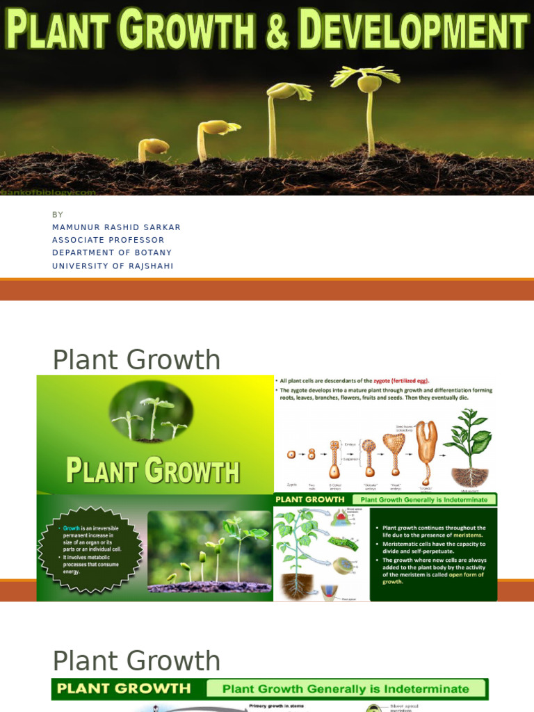 Plant Growth and Leaf Development Guide | PDF