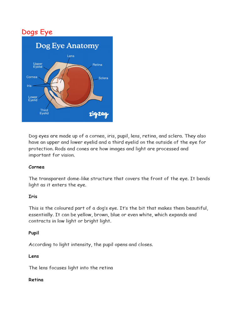 Anatomy of a Dog's Eye Explained | PDF