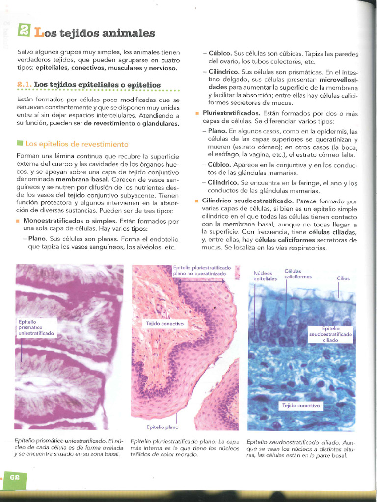 Ut5 - Histologia Animal | PDF
