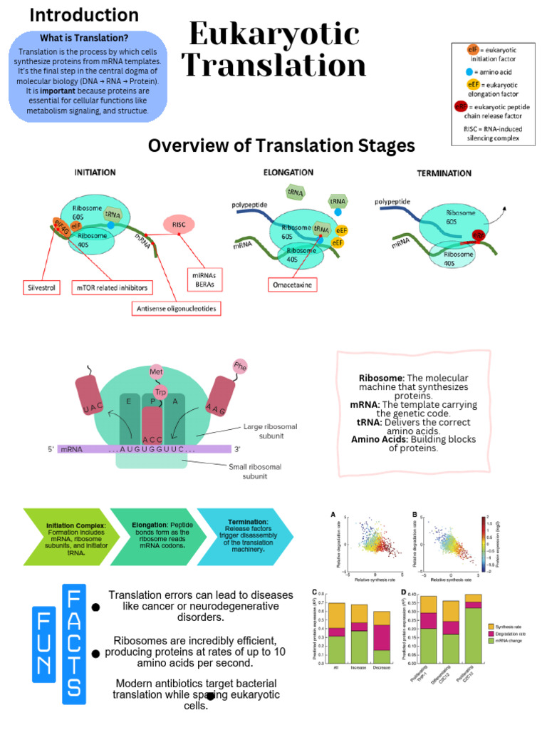 Eukaryotic Translation Overview | PDF