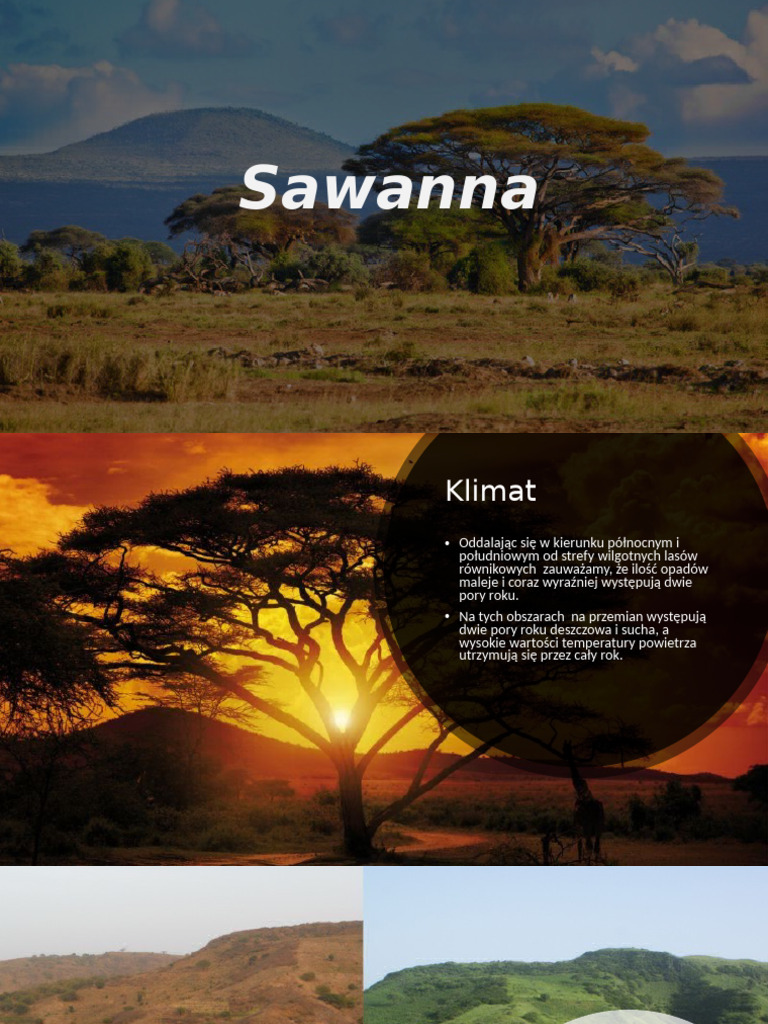 Prezentacja Sawanna | PDF