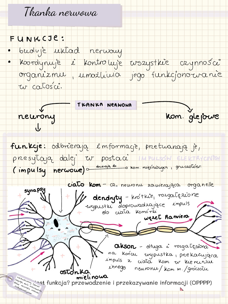 Tkanka Nerwowa | PDF