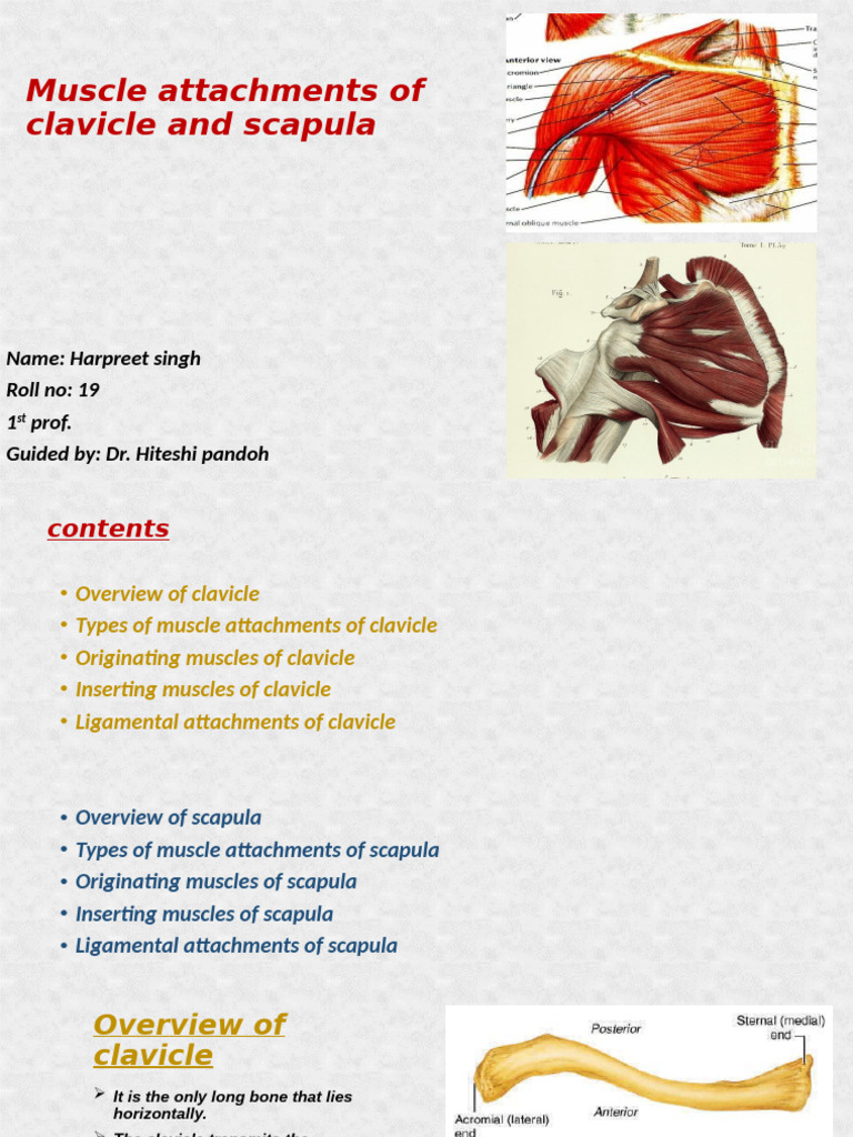 Muscle Attachments of Clavicle and Scapula (Roll No. 19) | PDF ...