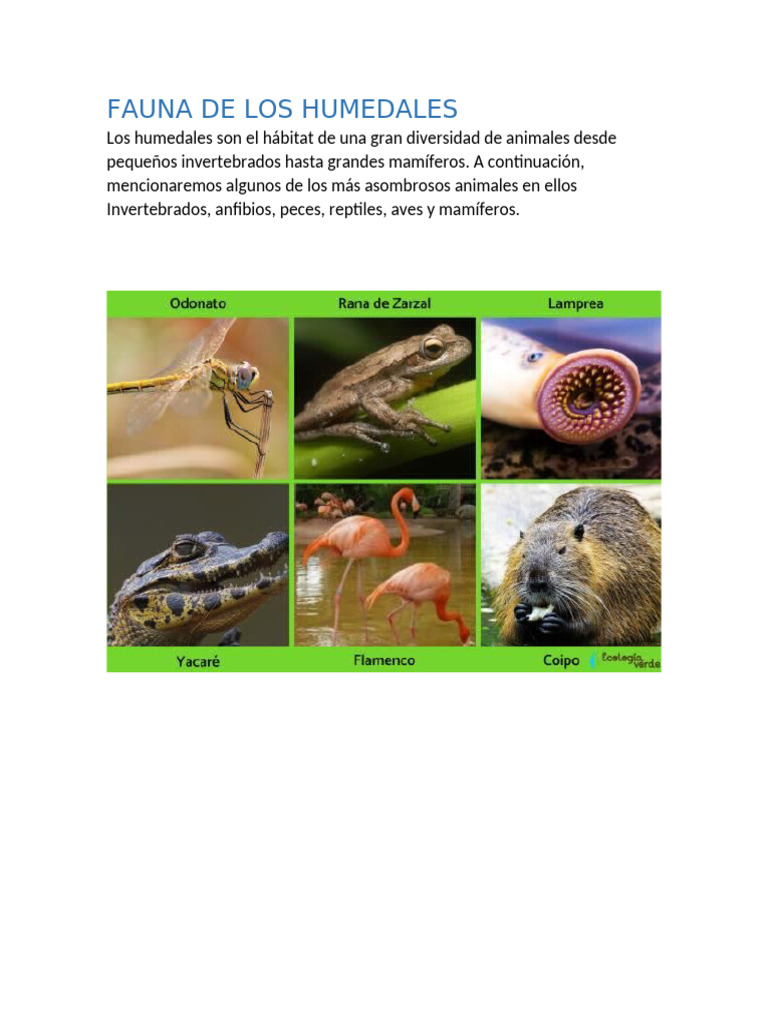 Fauna de Los Humedales | PDF